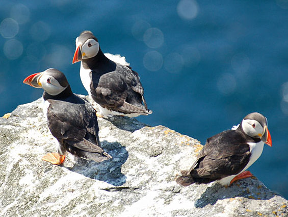 Scientists: US Atlantic Puffins Are In Peril