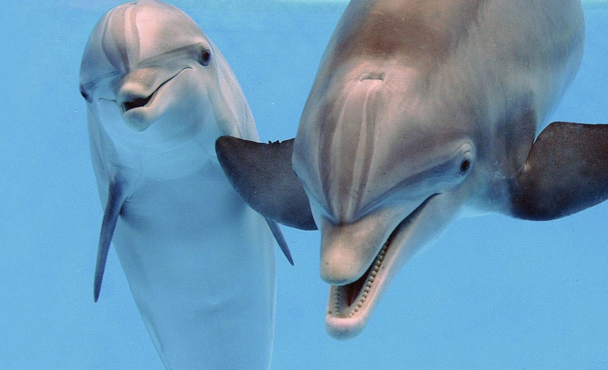 Animal Personhood In The Age Of Empathy