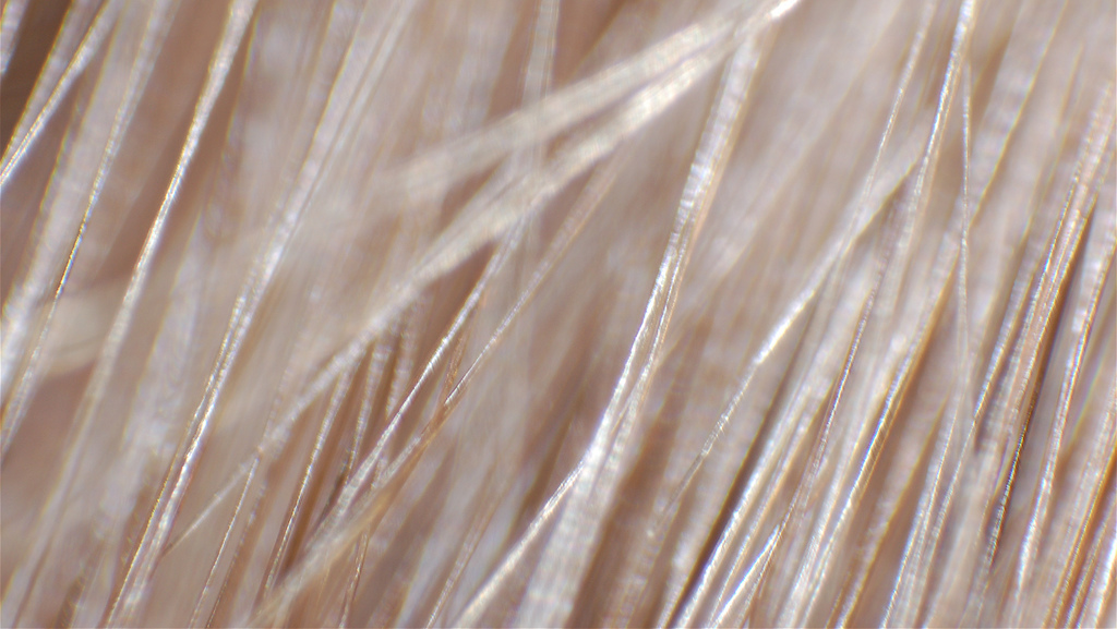 Scientists Applaud FBI's Decision To Review Reliability Of Forensic ...