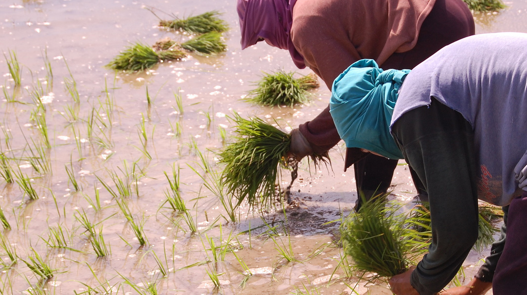 Citing Health Concerns, Filipino Farmers Destroy Experimental GMO Field