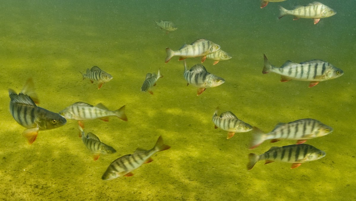 Study: Fracking Waste Poses Severe Threat To Wildlife