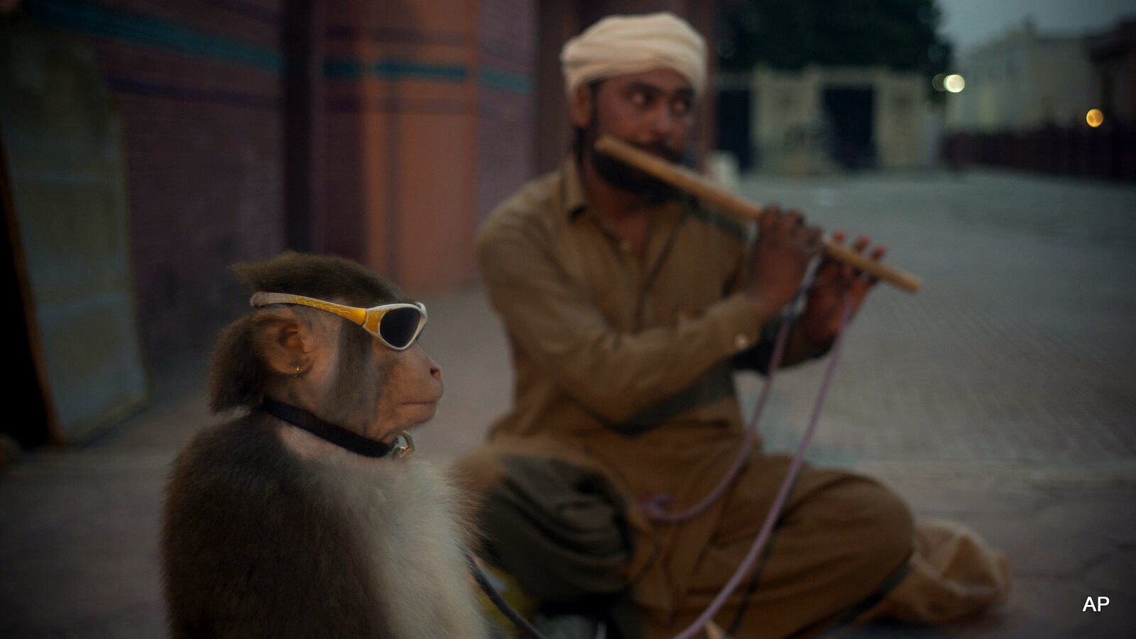 A Pakistani monkey